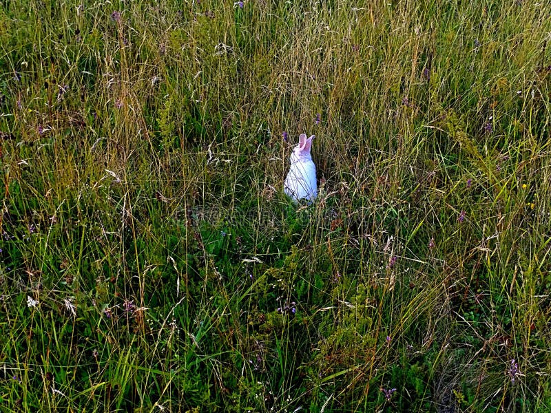 Little White Rabbit in the Big Grass Field Stock Image - Image of ...