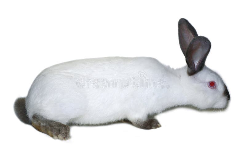 Californian breed rabbits stock image. Image of california - 248079345