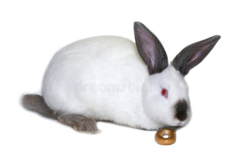 Little White Rabbit of Californian Breed Stock Image - Image of rabbit ...
