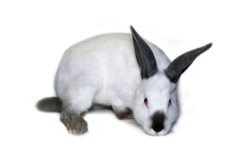 Californian Breed of Rabbits Stock Image - Image of home, menus: 102006915