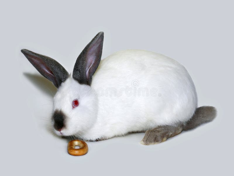 Californian Breed of Rabbits Stock Image - Image of home, menus: 102006915