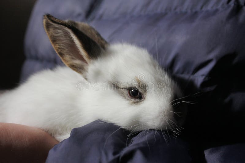 294 Weak Animals Stock Photos - Free & Royalty-Free Stock Photos from ...