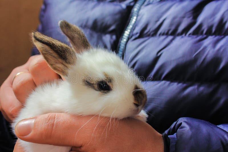 Little White Rabbit in Caring Hands. the Concept of Protection of the ...