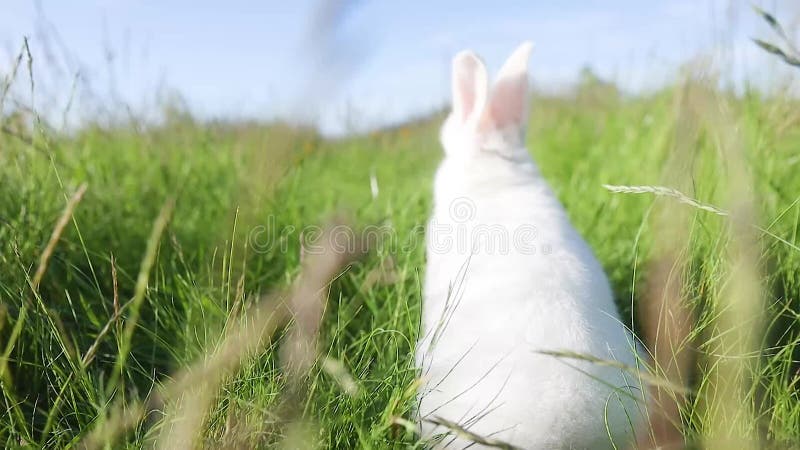 Little White Rabbit, Easter Mood, Jumping among Spring Green Grass Slow ...