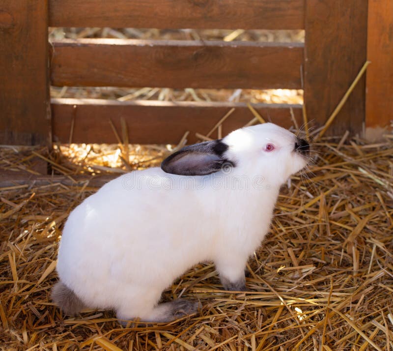 Little White Rabbit on Farm Stock Image - Image of farm, cute: 294144145
