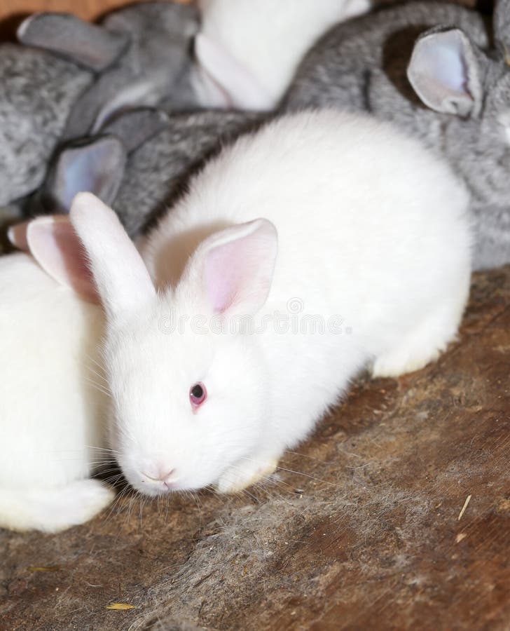 Little White Rabbit on the Farm Stock Image - Image of elegant, farm ...
