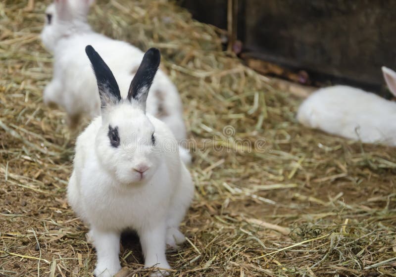 Little White Rabbit on Grass, Farm Rabbit, Easter Bunny with Copy Space ...