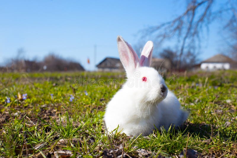 Little white rabbit stock image. Image of rabbit, white - 176844127