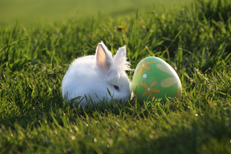 Little White Rabbit on Green Grass Stock Image - Image of animal, hair ...