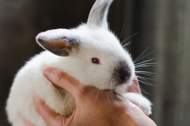Little rabbit in the hand. stock photo. Image of green - 112141068