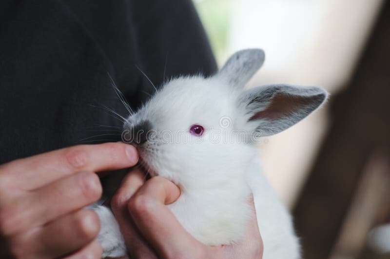 Little rabbit in the hand. stock photo. Image of fauna - 112141092