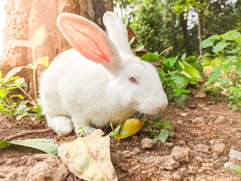 Little White Rabbit Looking for Food Stock Photo - Image of lawn ...