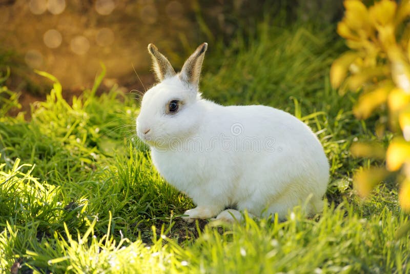 White rabbit in a meadow stock image. Image of happy - 113753759