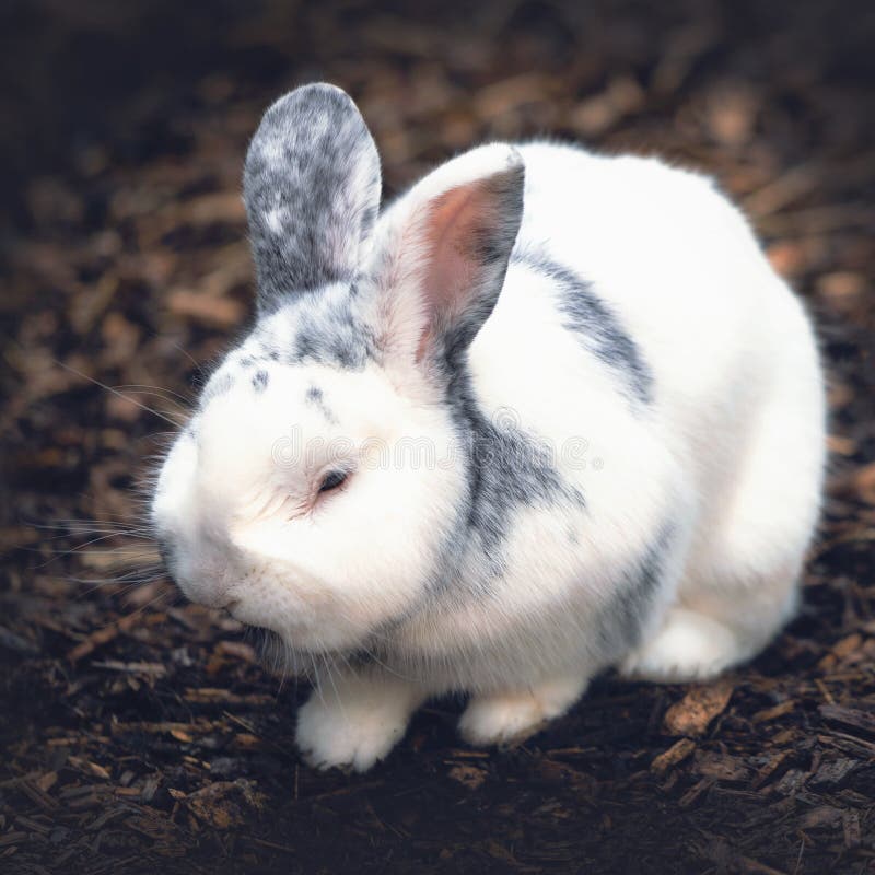 Little White Rabbit in Nature Stock Photo - Image of mulch, cute: 143344174
