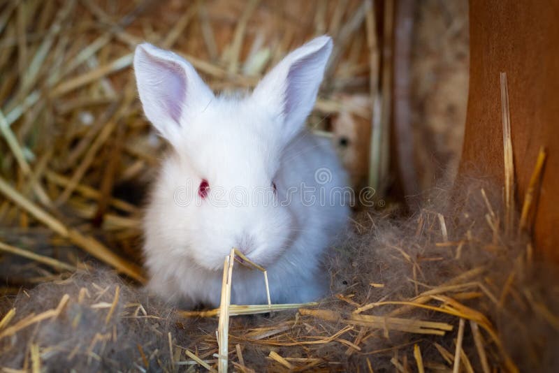 25 Day Old Rabbit. Little Gray Rabbit Posing in the Snow. 2023 is the ...
