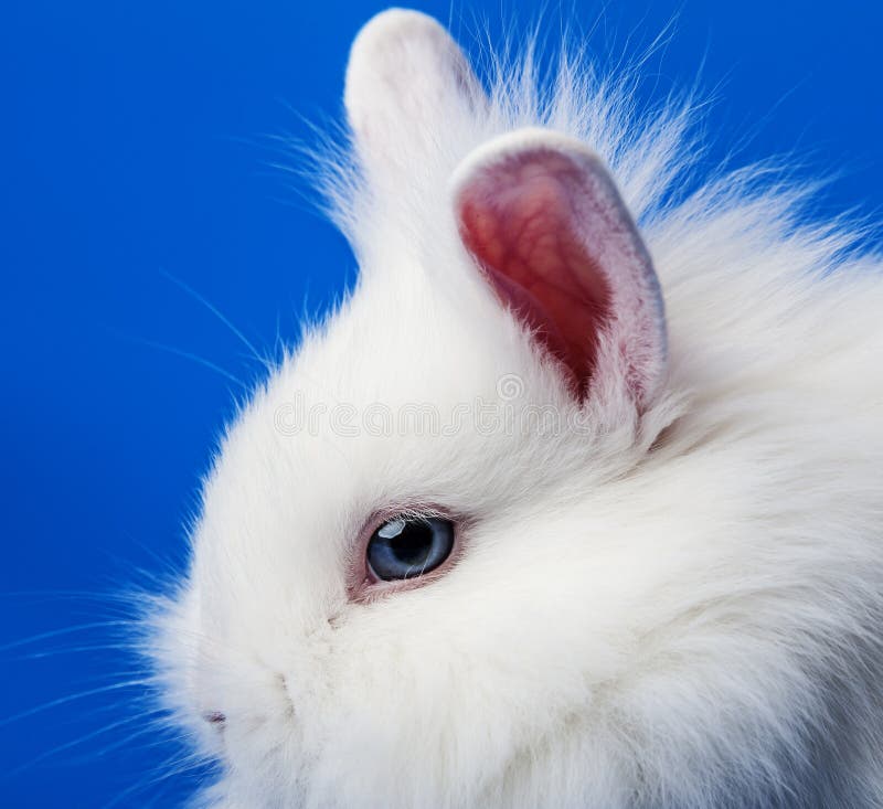 A Little White Rabbit Portrait Stock Image - Image of isolation, timid ...