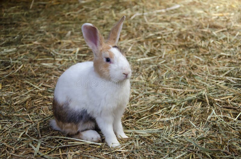 Little White Rabbit Sit on Grass, Farm Rabbit, Easter Bunny Stock Image ...