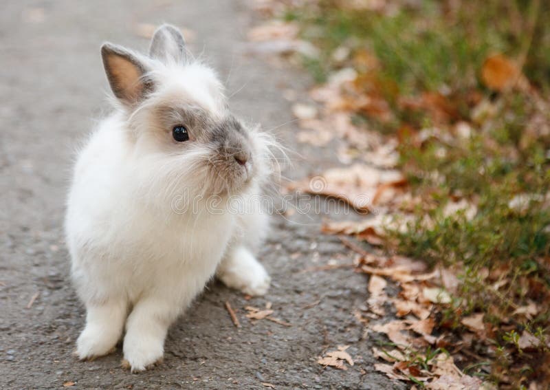 Little white rabbit stock image. Image of grass, road - 36328187