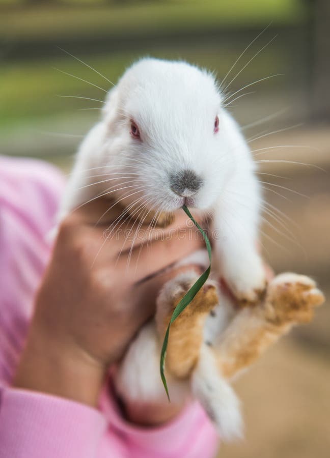 Little White Rabbit Is Sitting In The Baby Arms Stock Image - Image of ...