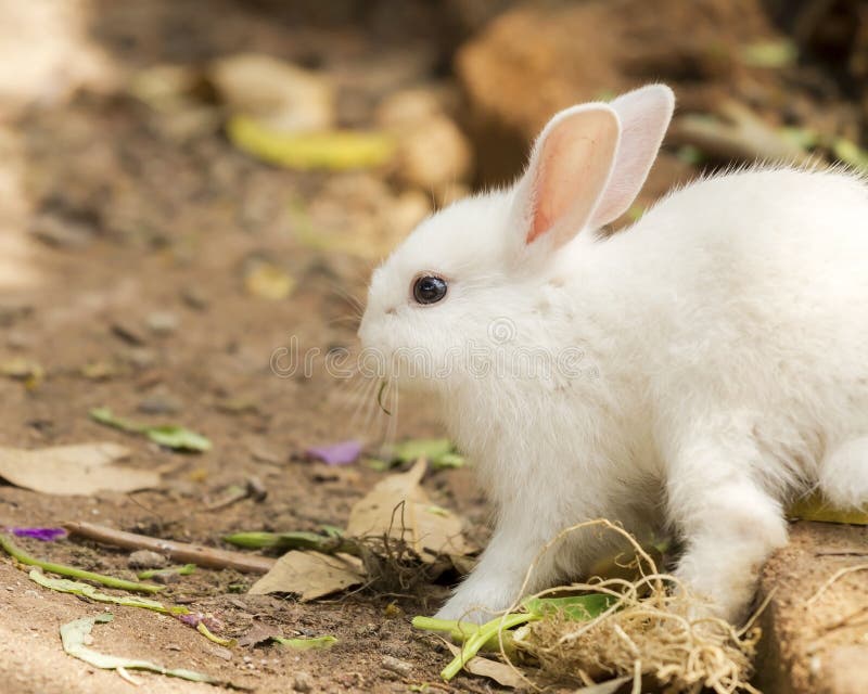 Little white rabbit stock image. Image of ground, lovely - 42209583