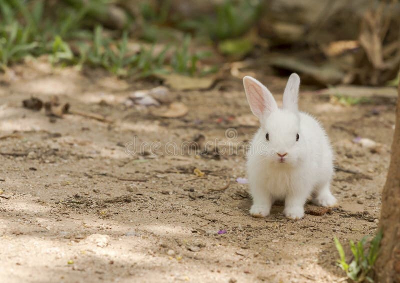 Little white rabbit stock image. Image of cute, spring - 42209589