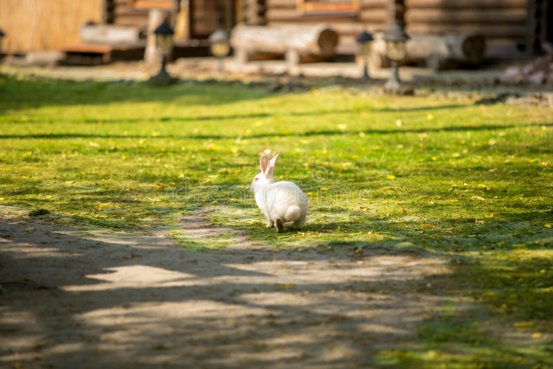 Little White Rabbit Sitting on Meadow at Farm Stock Image - Image of ...