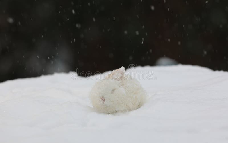 Little White Rabbit in Snow Stock Photo - Image of dwarf, hare: 289375770