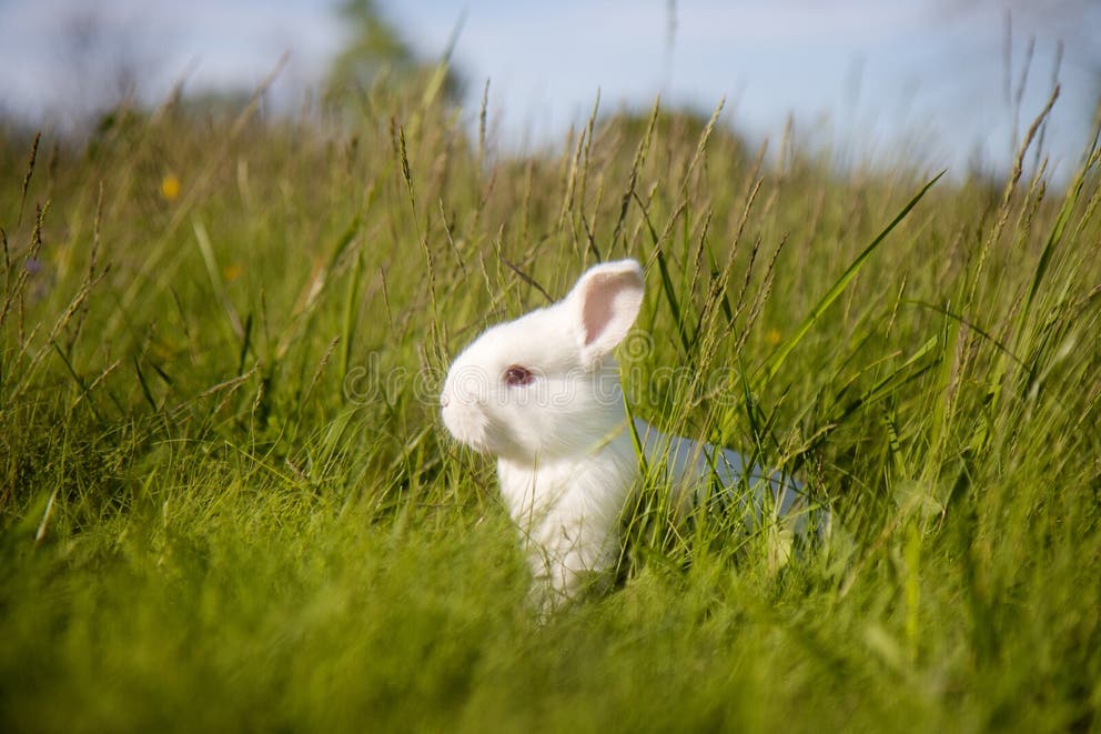 Little White Rabbit in a Spring Meadow Stock Photo - Image of posing ...
