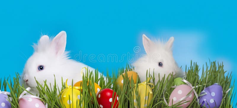 Little White Rabbits and Easter Eggs Stock Photo - Image of season ...