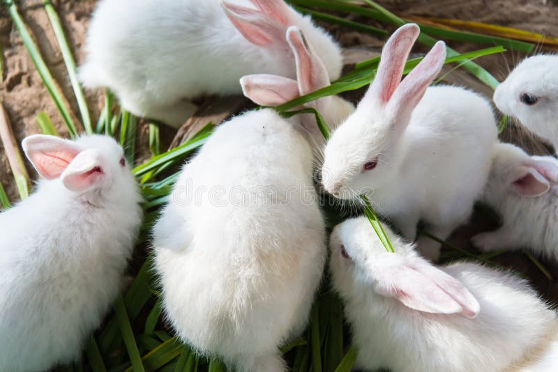 Little white rabbits stock photo. Image of mammal, fluffy - 67184546