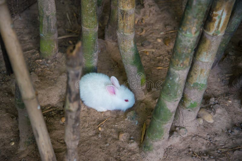 Little white rabbits stock image. Image of farm, nature - 67184585