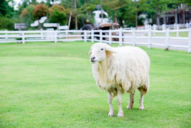 Little white sheep stock image. Image of forest, grass - 88569569