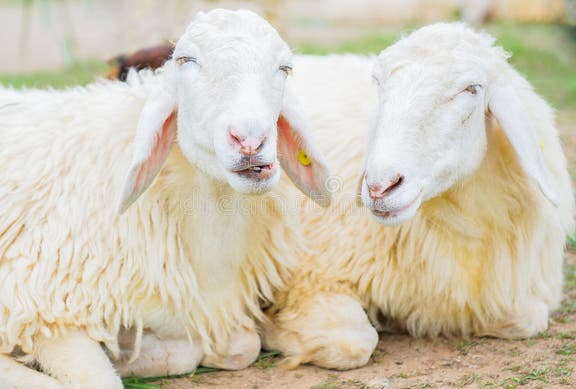 Little white sheep stock image. Image of grass, cute - 88569839