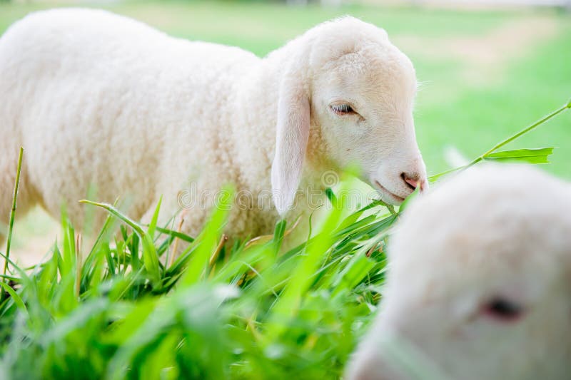 Little white sheep stock image. Image of wallpaper, steak - 88569901