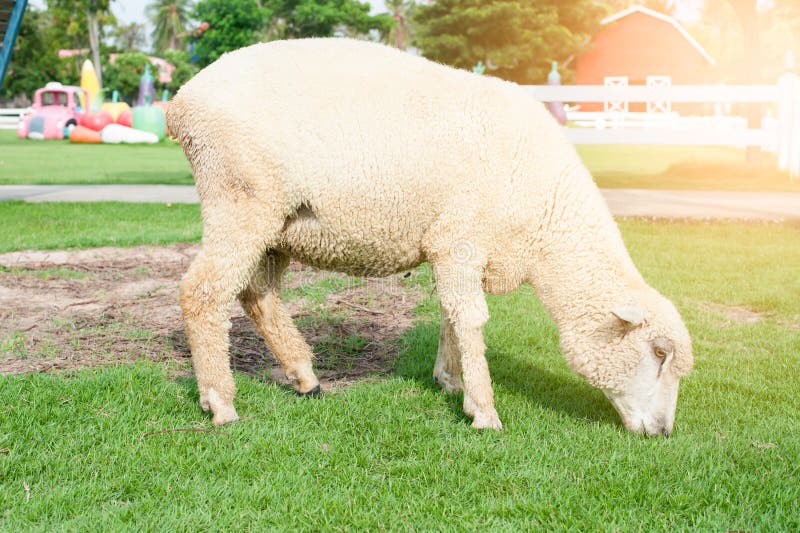 White sheep stock image. Image of outdoor, graze, farming - 100128267