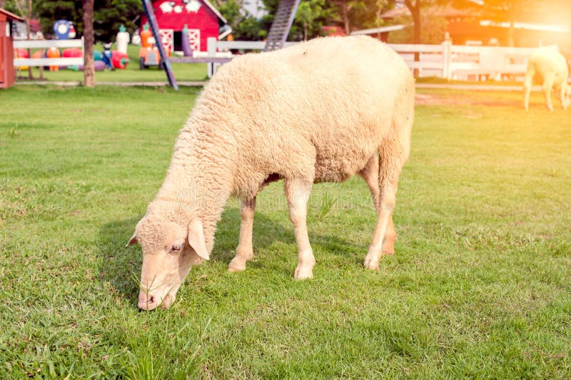 White sheep stock image. Image of domestic, farming - 100128455