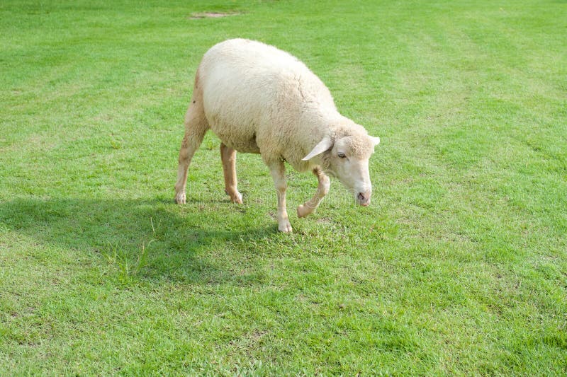 White sheep stock photo. Image of natural, green, outdoor - 100128492
