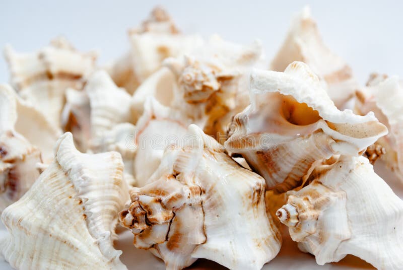 Little white shells. stock photo. Image of virgineus - 18020914