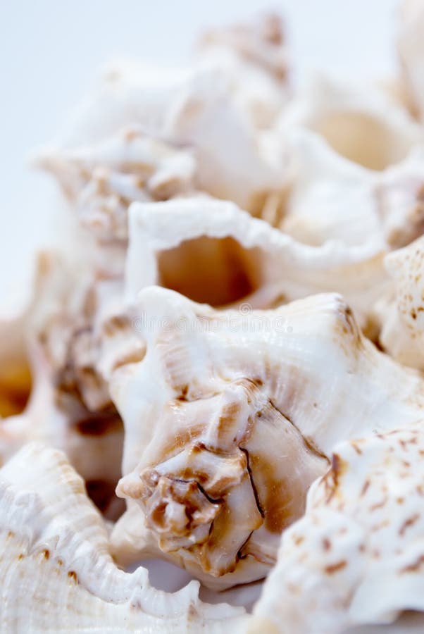 Little white shells. stock photo. Image of virgineus - 18053186