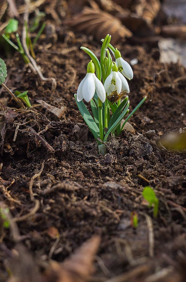 The Little White Snowdrops Growing in Early Spring Stock Image - Image ...