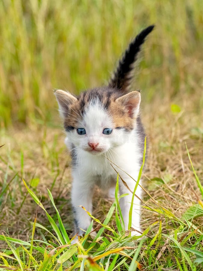 Little White Spotted Kitten in the Garden among the Green Grass Stock ...