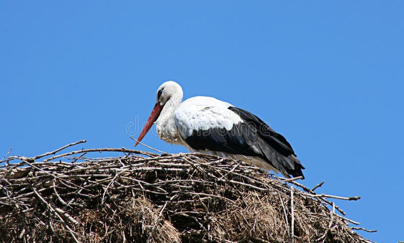 Little white stork in nest stock image. Image of arrow - 26814225