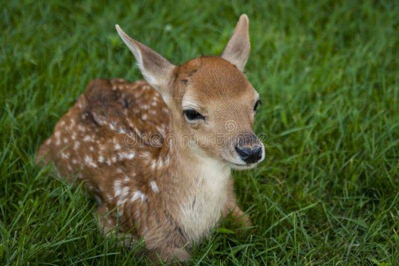 Little White-tailed Deer stock image. Image of tailed - 36346461