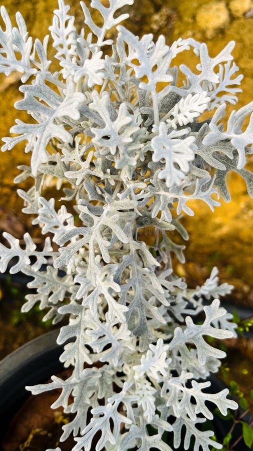 The Little White Tree Grows in the Hill Stock Photo - Image of grows ...