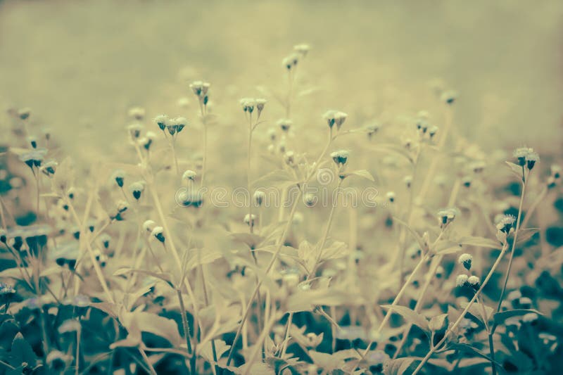 Little White Wild Grass Blooming Spring Nature Wallpaper Background ...