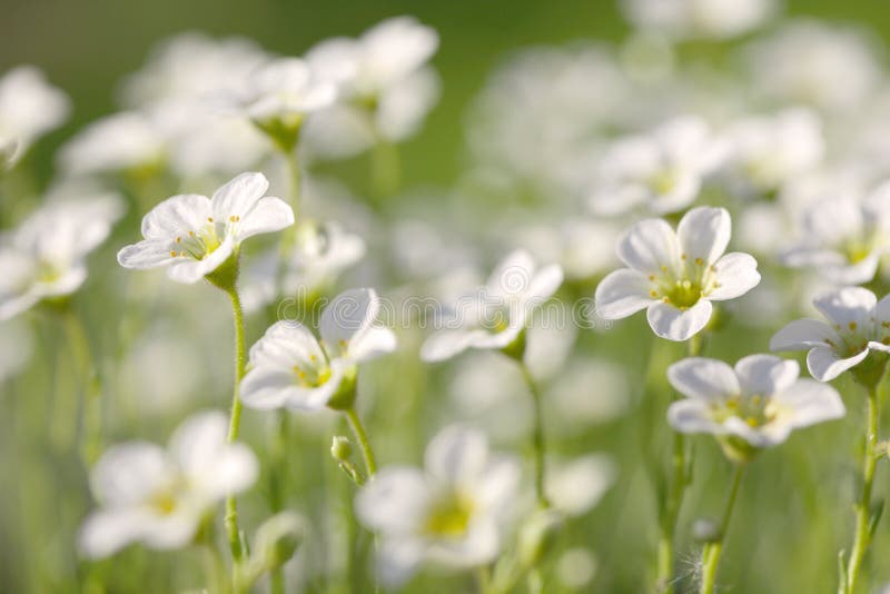 Little White Wildflowers on Green Grass Stock Photo - Image of field ...