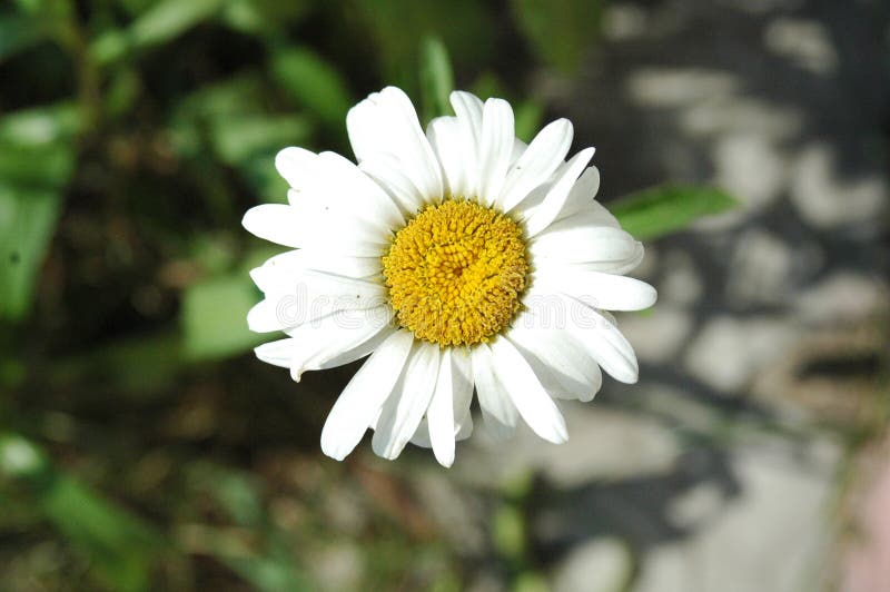 Little White and Yellow Pretty Flower Chamomile Stock Image - Image of ...
