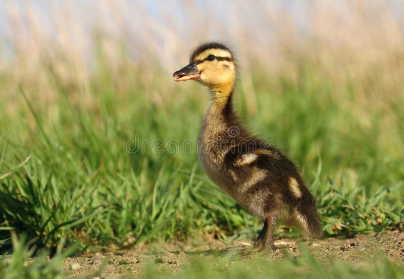 Little wild duck stock photo. Image of duck, game, beak - 54992066