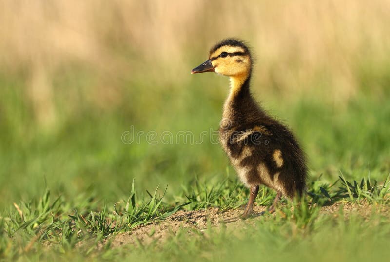 Little wild duckling stock photo. Image of natural, baby - 54987024