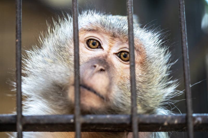 Little Wild, Grey Monkey in the Zoo Stock Photo - Image of happy ...